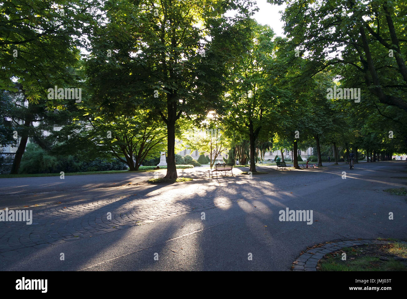 Beams sun through leaves trees hi-res stock photography and images - Alamy