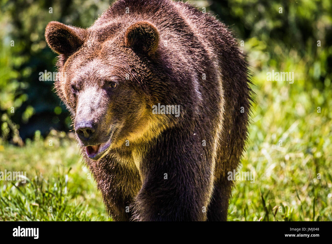 Vicious Bear Stock Photos & Vicious Bear Stock Images - Alamy