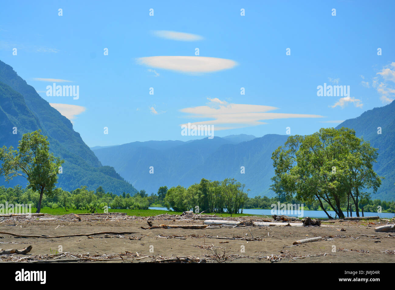 Altai trees hi-res stock photography and images - Alamy