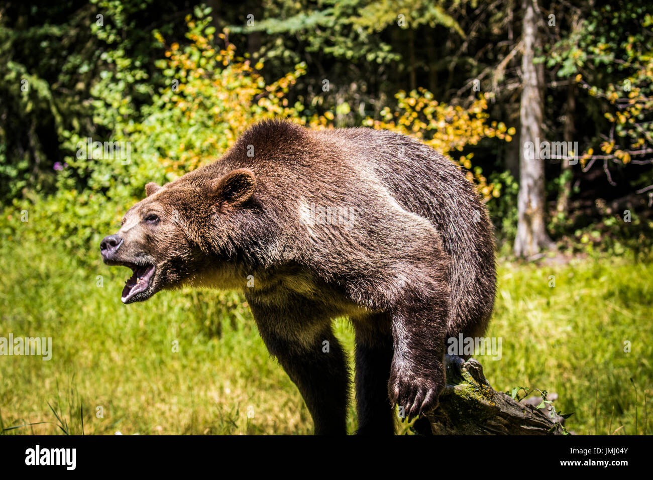 Grizzly Bear Ursus Arctos Brown Bear Predator Claws Bears Cubs Montana ...