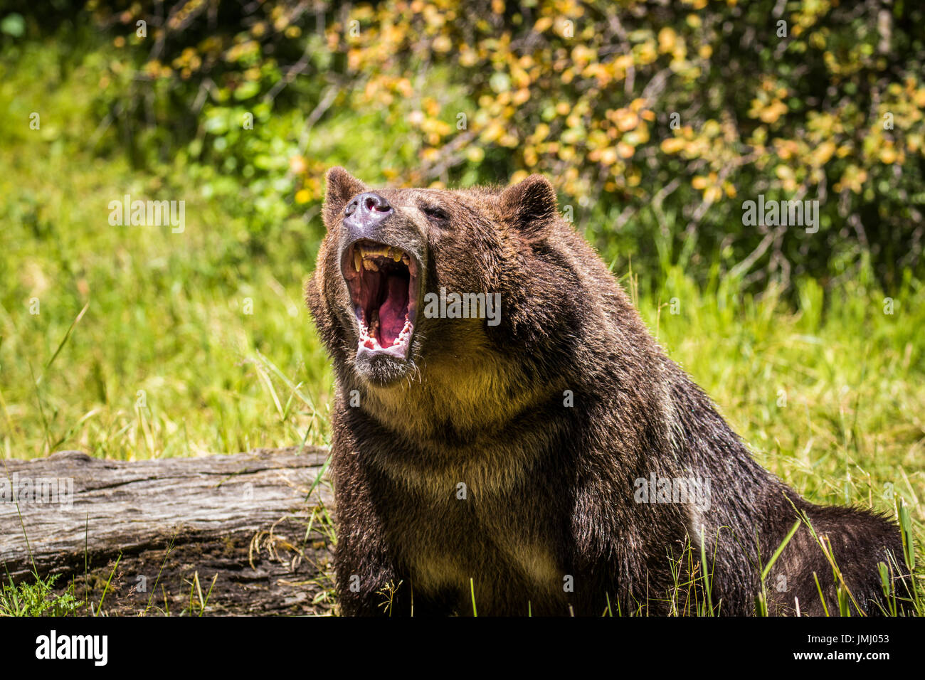 Grizzly Bear Ursus Arctos Brown Bear Predator Claws Bears Cubs Montana ...