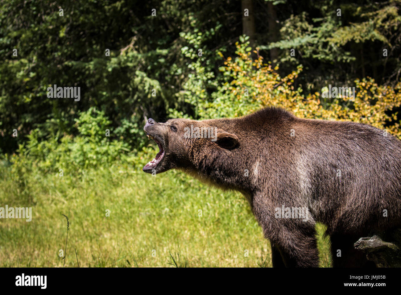 Grizzly Bear Ursus Arctos Brown Bear Predator Claws Bears Cubs Montana ...