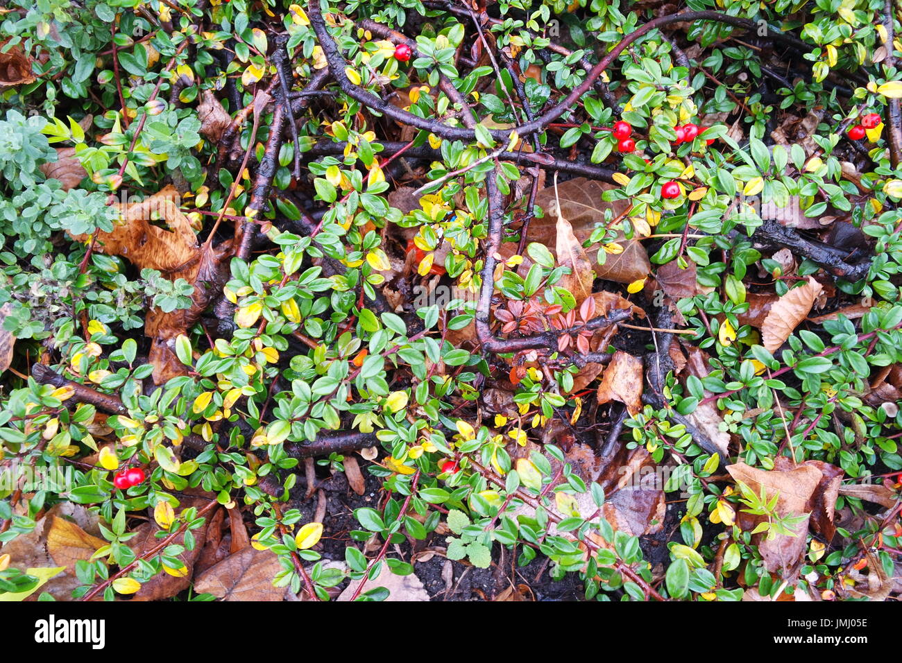 Tangled branches hi-res stock photography and images - Alamy