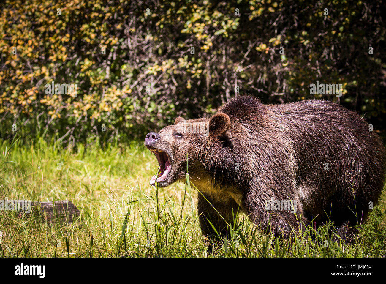 Grizzly Bear Ursus Arctos Brown Bear Predator Claws Bears Cubs Montana ...