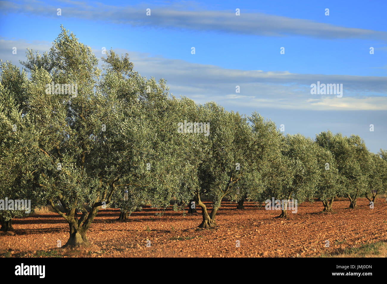An olive trees grove in Provence, France Stock Photo - Alamy