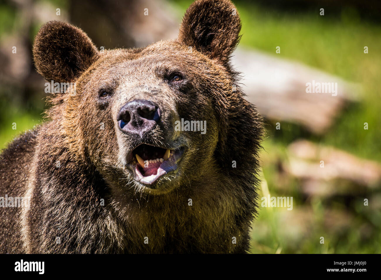 Vicious Bear High Resolution Stock Photography and Images - Alamy