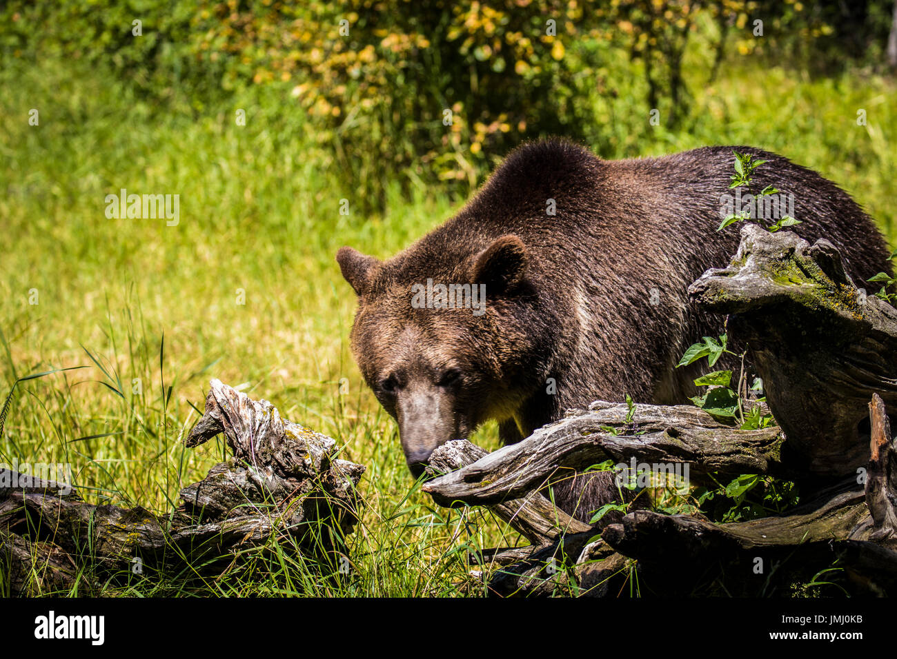 Grizzly Bear Ursus Arctos Brown Bear Predator Claws Bears Cubs Montana ...