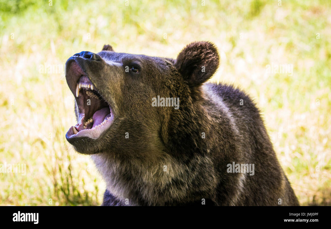 Grizzly Bear Ursus Arctos Brown Bear Predator Claws Bears Cubs Montana ...