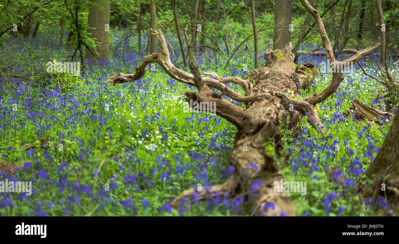 Wild bluebell flowers cover the forest floor during springtime in Math ...