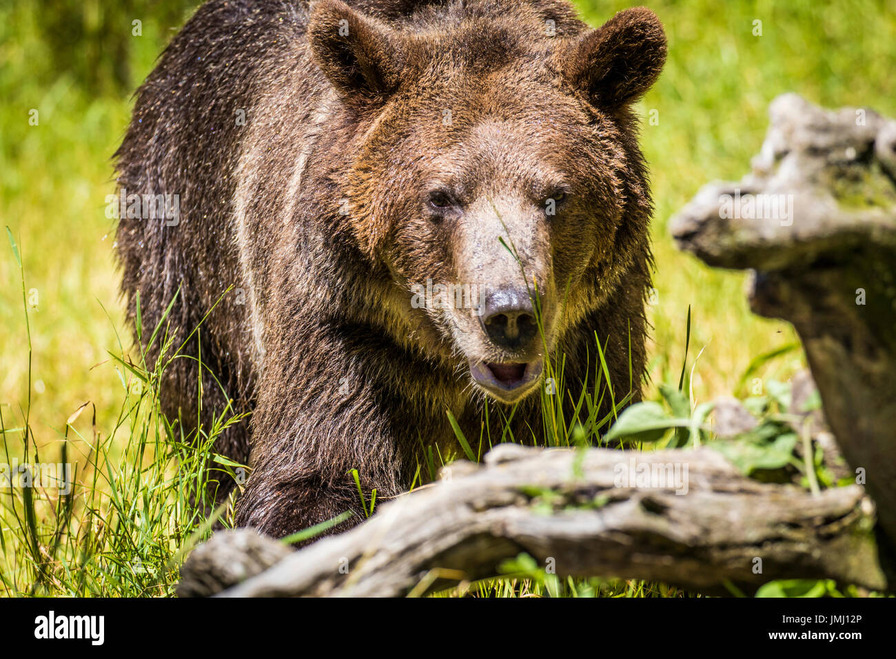 Grizzly Bear Ursus Arctos Brown Bear Predator Claws Bears Cubs Montana ...