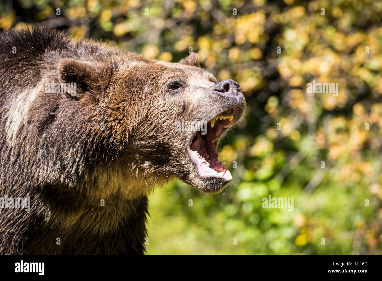 Grizzly Bear Ursus Arctos Brown Bear Predator Claws Bears Cubs Montana ...