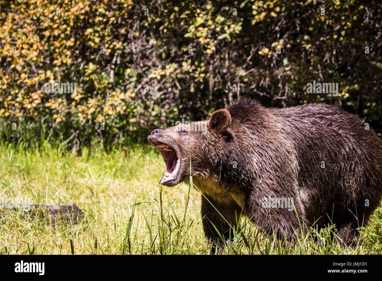 Grizzly Bear Ursus Arctos Brown Bear Predator Claws Bears Cubs Montana ...