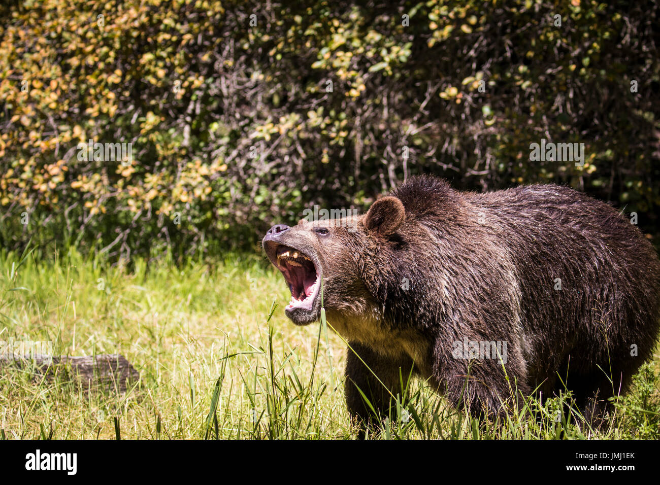Grizzly Bear Ursus Arctos Brown Bear Predator Claws Bears Cubs Montana ...