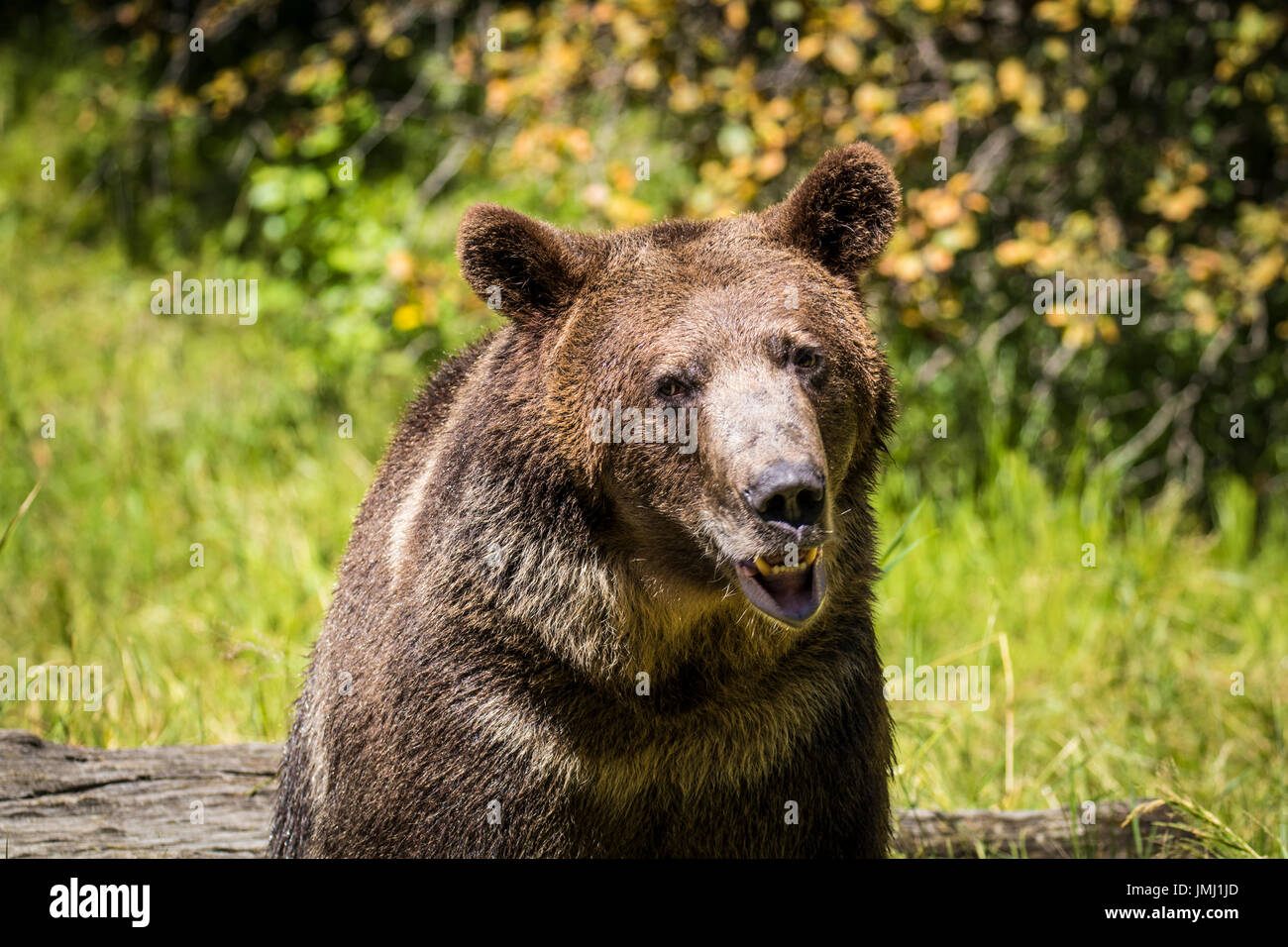 Grizzly Bear Ursus Arctos Brown Bear Predator Claws Bears Cubs Montana ...
