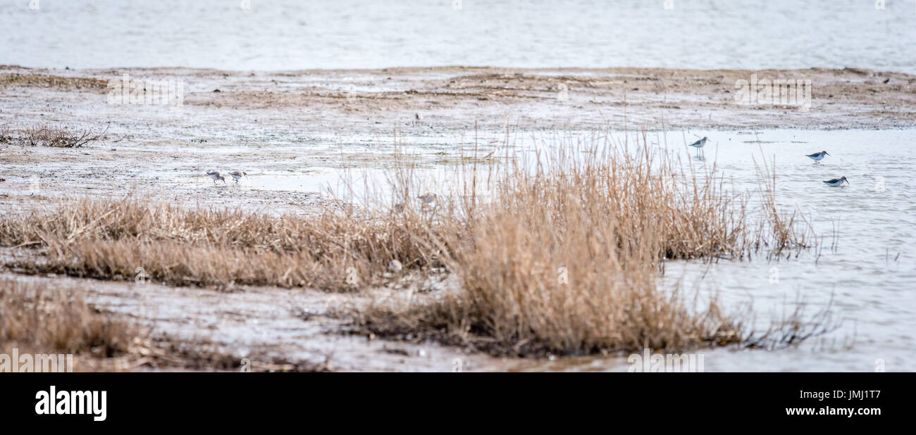 Wading birds wader scrape hi-res stock photography and images - Alamy