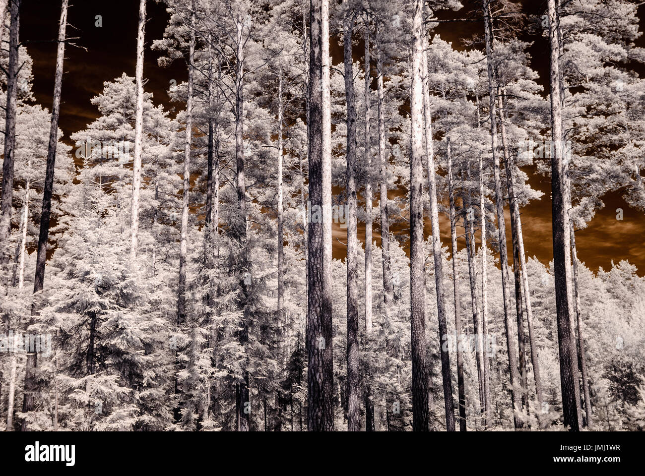 infrared camera image. colored. forest view with old trees and dark sky ...