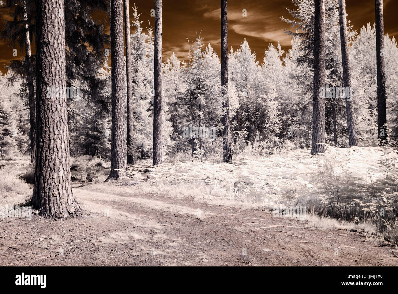 infrared camera image. colored. forest view with old trees and dark sky ...