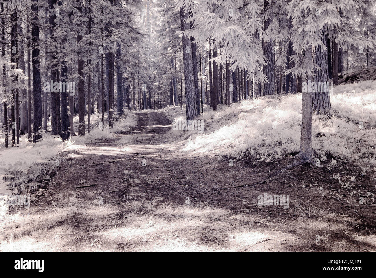 infrared camera image. colored. forest view with old trees and dark sky ...