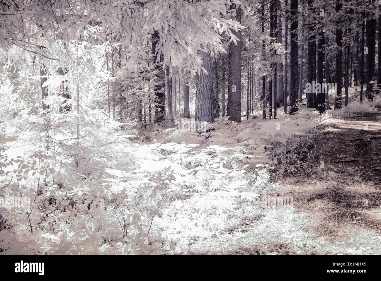 infrared camera image. colored. forest view with old trees and dark sky ...