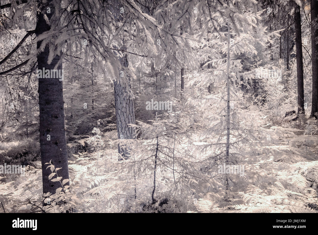 infrared camera image. colored. forest view with old trees and dark sky ...