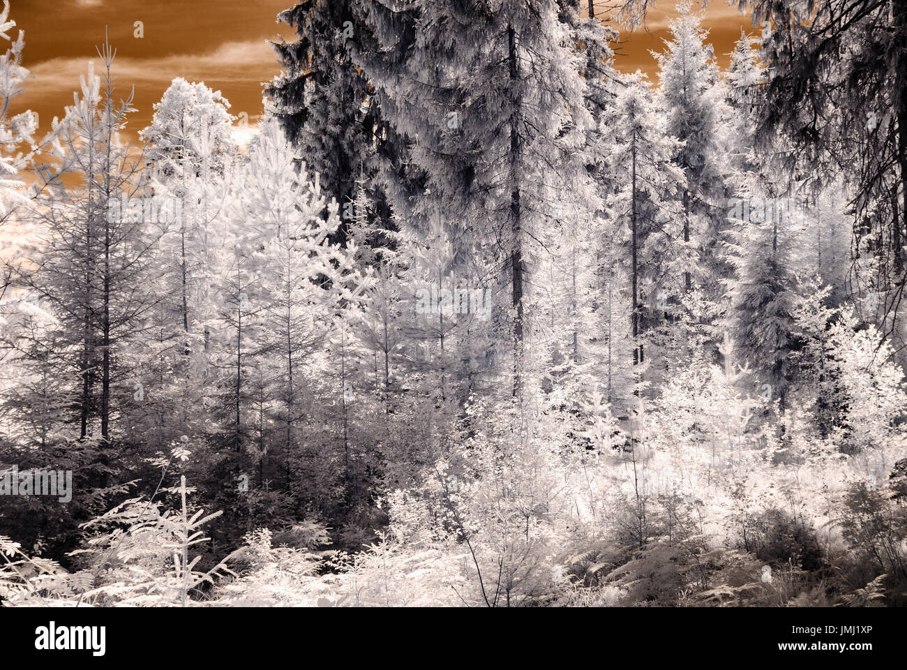 infrared camera image. colored. forest view with old trees and dark sky ...