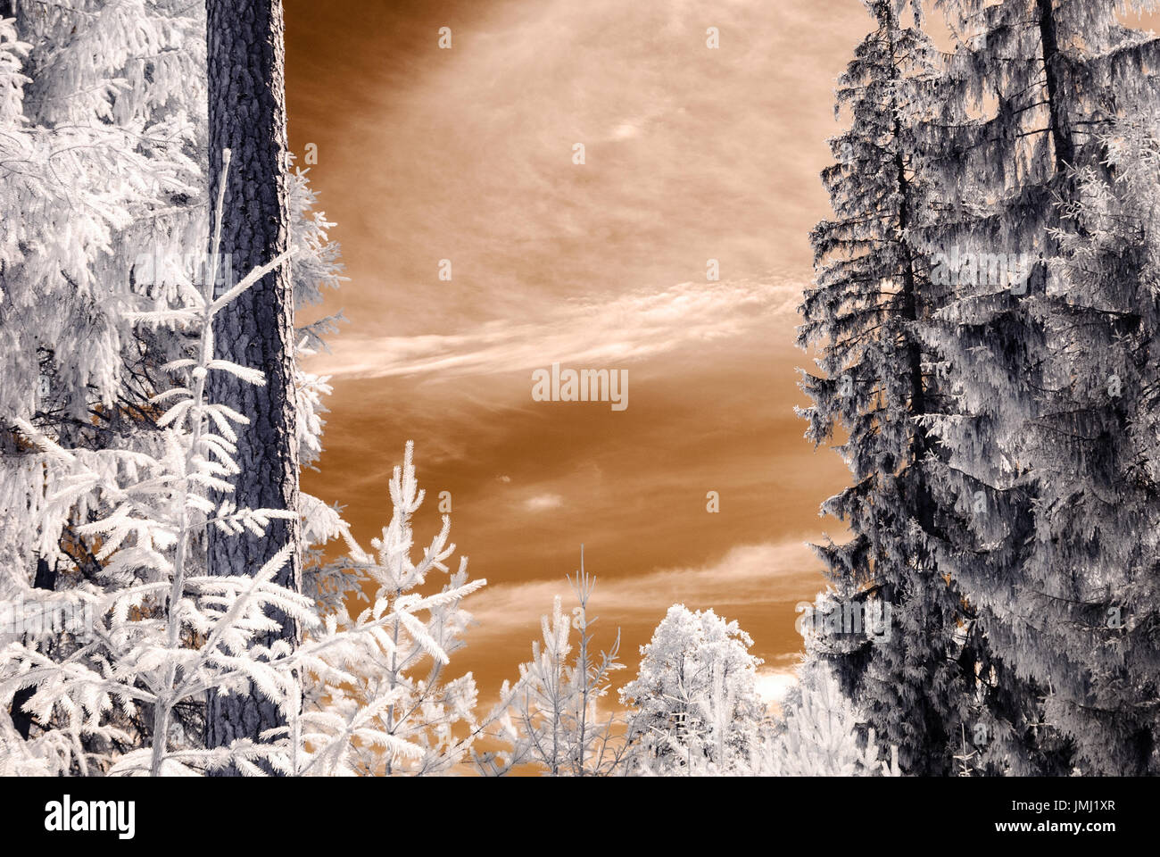 infrared camera image. colored. skyscape through trees and leaves in ...
