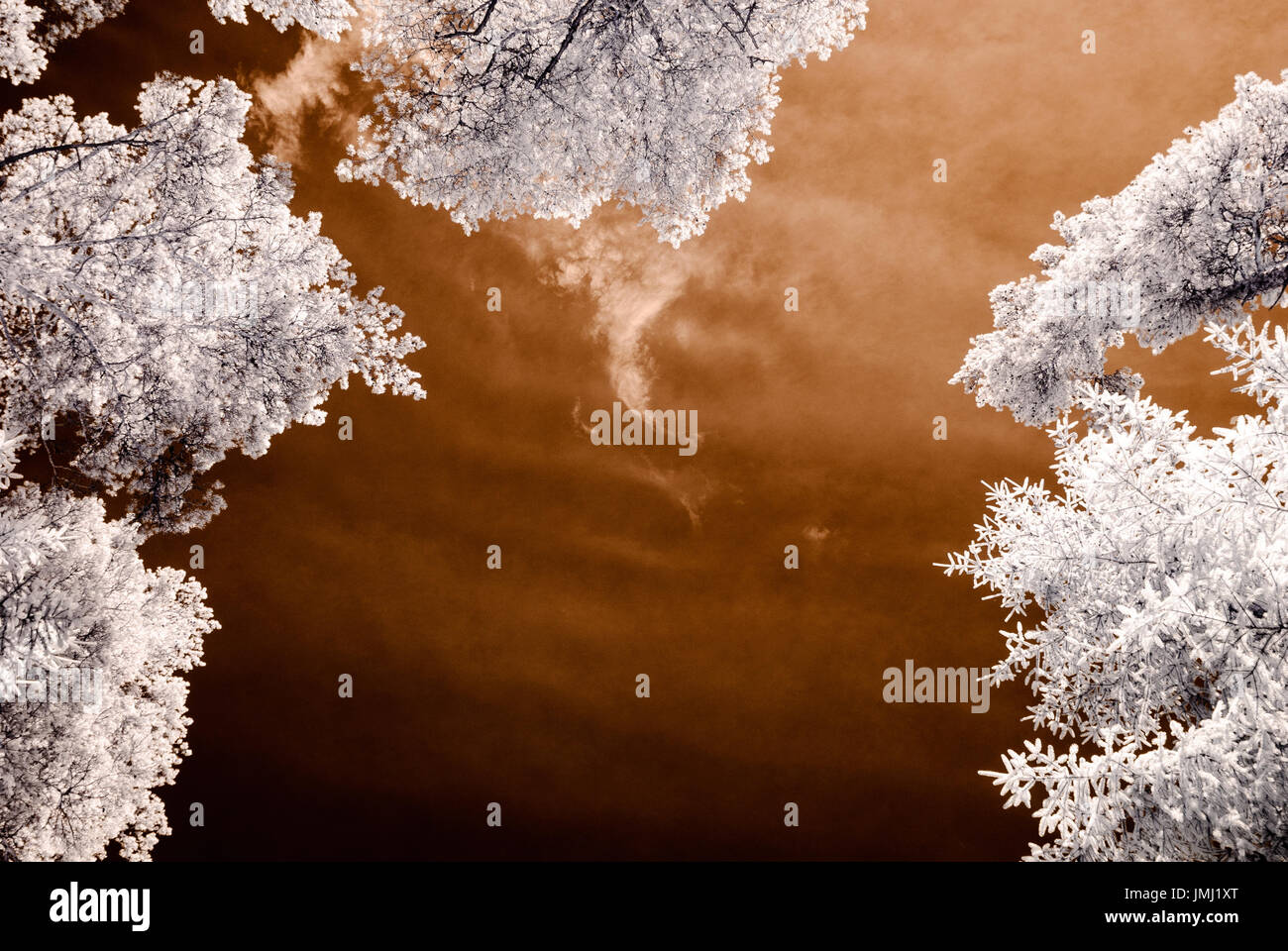 infrared camera image. colored. skyscape through trees and leaves in ...