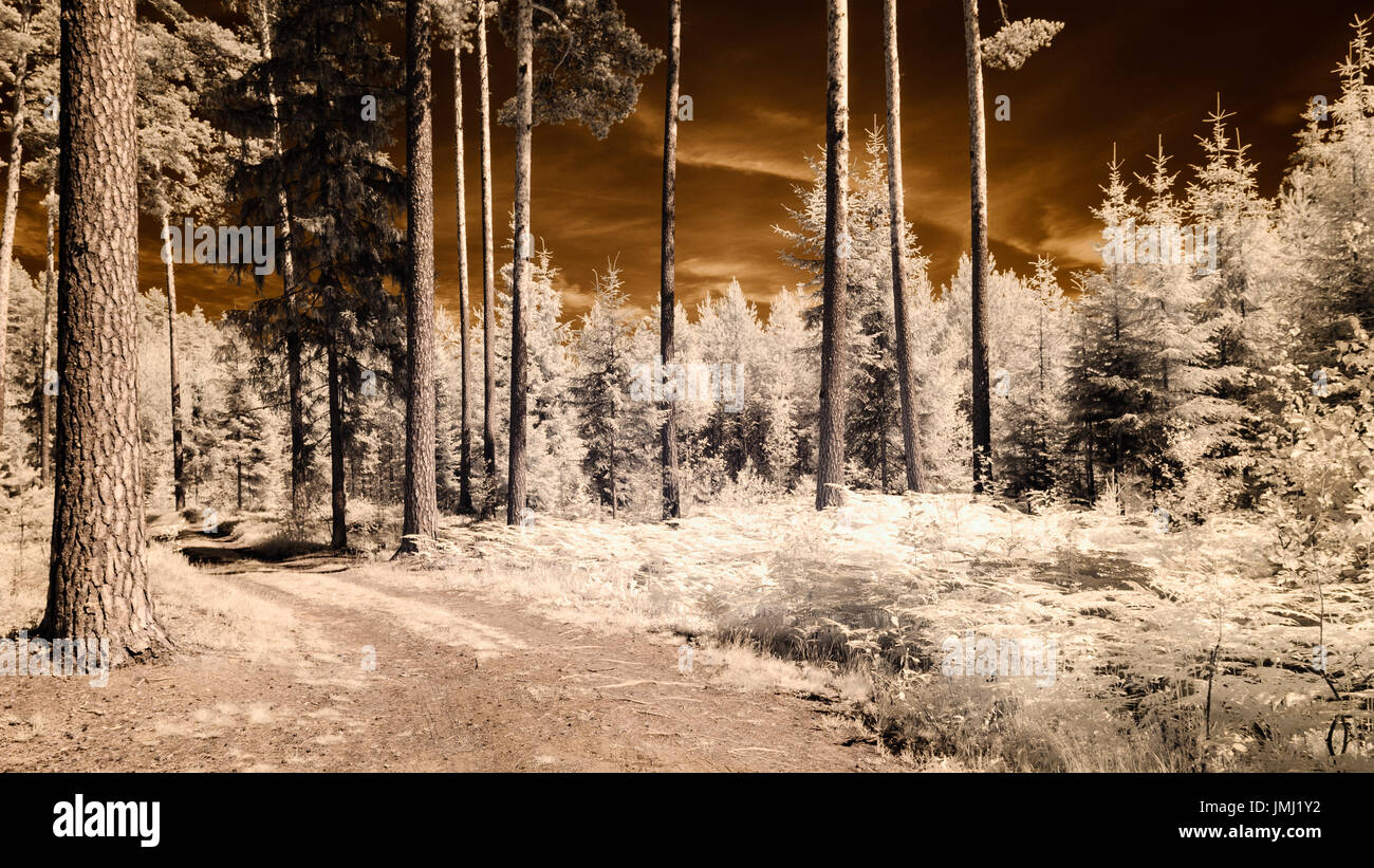 infrared camera image. colored. forest view with old trees and dark sky ...