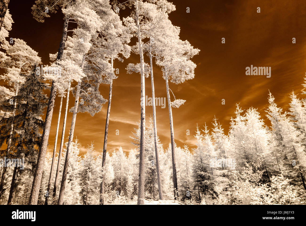 infrared camera image. colored. skyscape through trees and leaves in ...