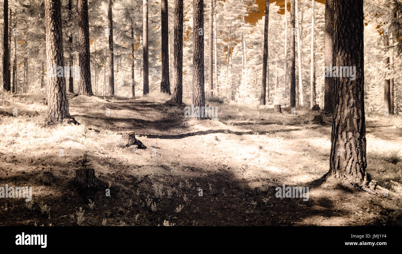 infrared camera image. colored. forest view with old trees and dark sky ...