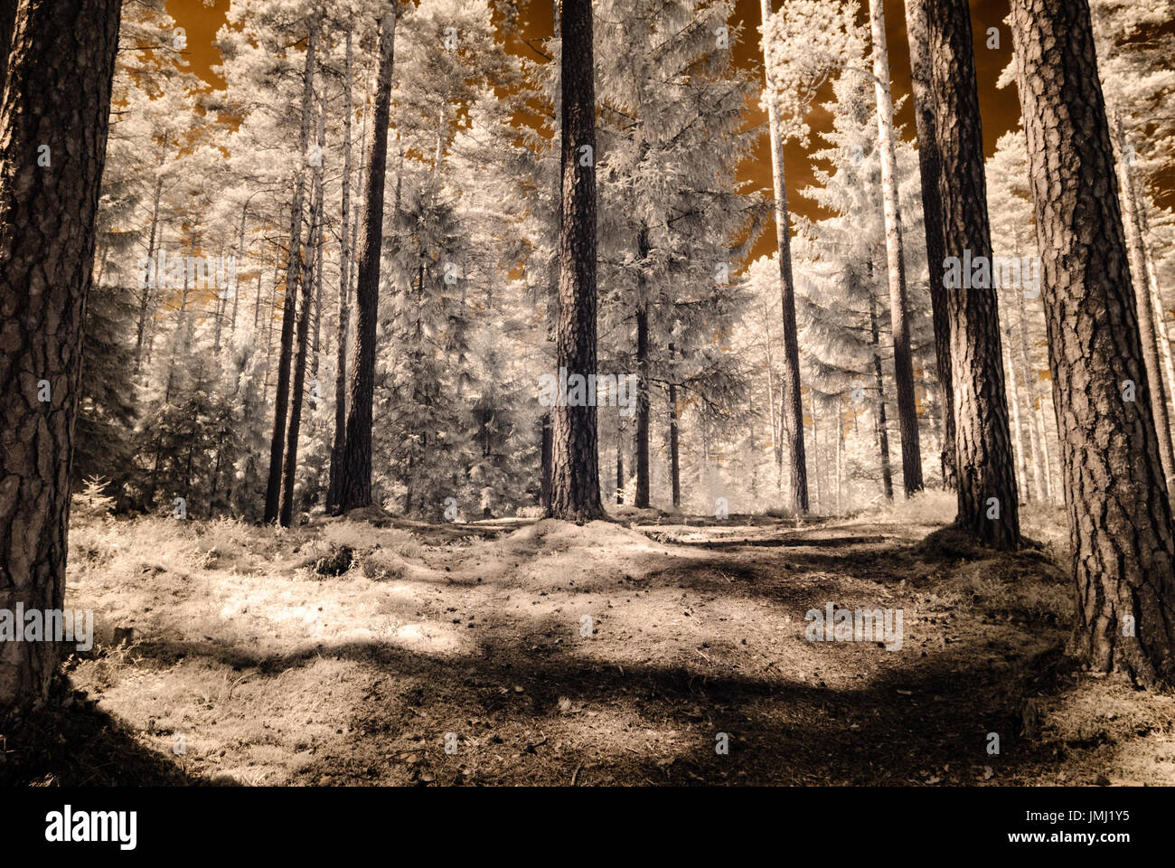 infrared camera image. colored. forest view with old trees and dark sky ...