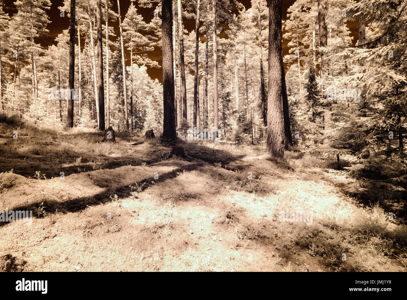 infrared camera image. colored. forest view with old trees and dark sky ...