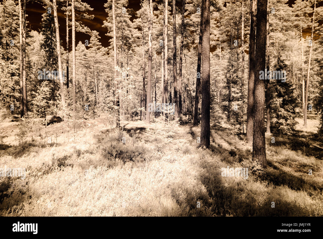 infrared camera image. colored. forest view with old trees and dark sky ...