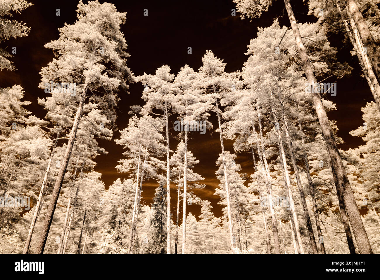 infrared camera image. colored. skyscape through trees and leaves in ...