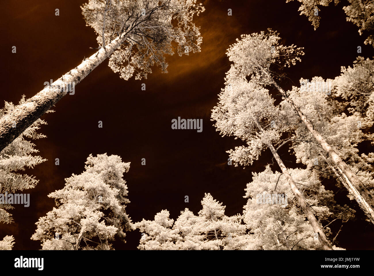 infrared camera image. colored. skyscape through trees and leaves in ...