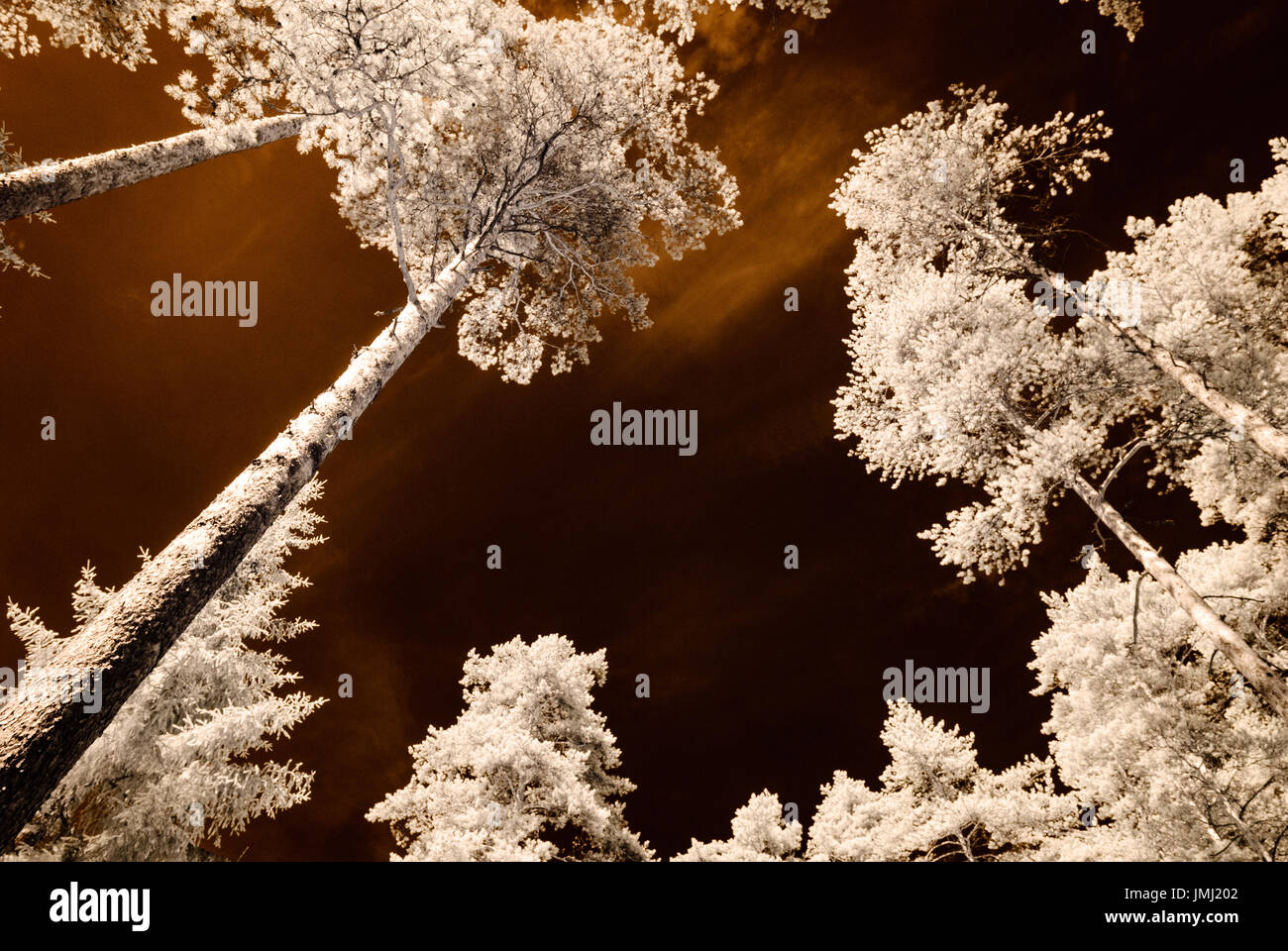 infrared camera image. colored. skyscape through trees and leaves in ...