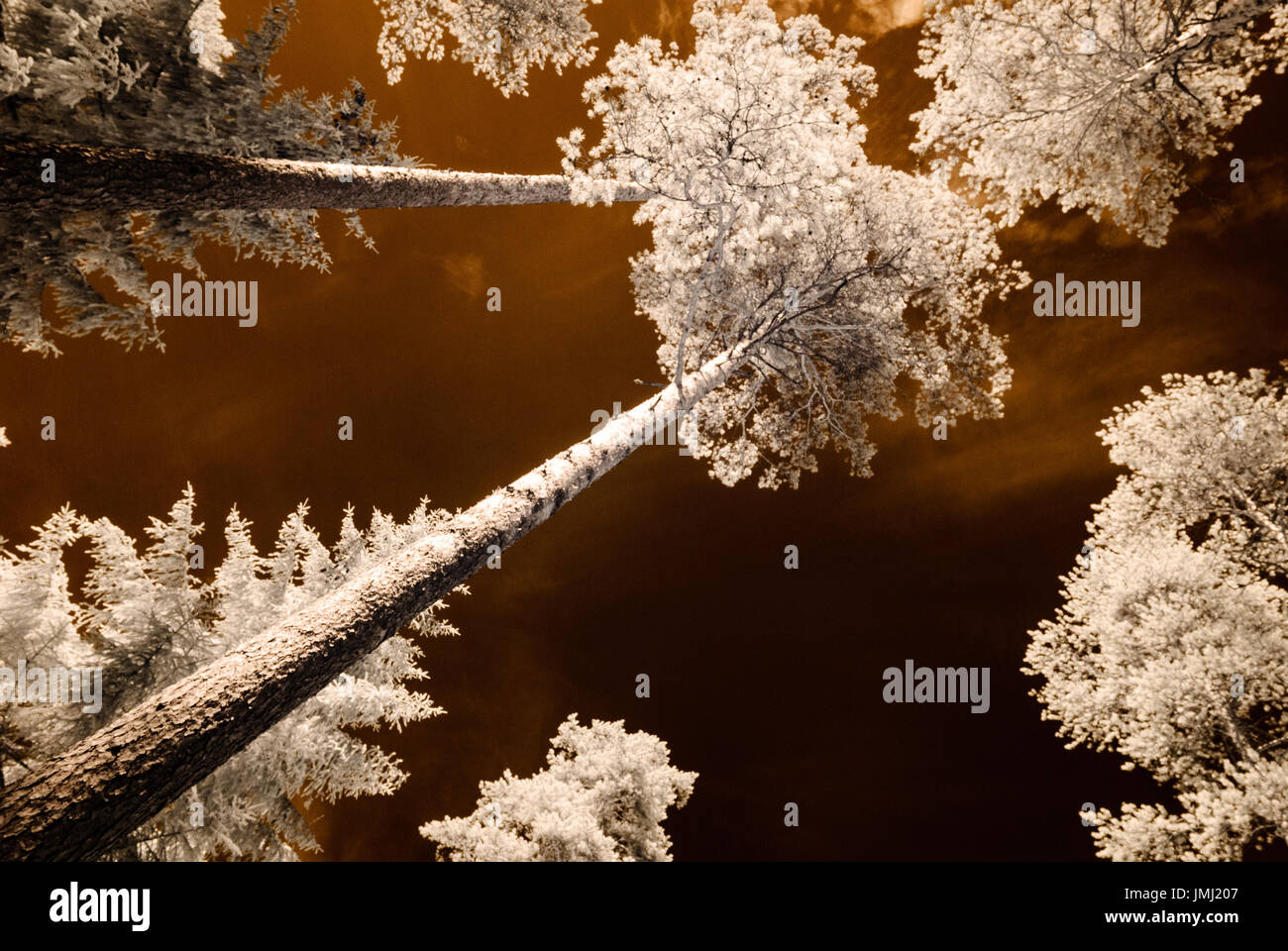 infrared camera image. colored. skyscape through trees and leaves in ...