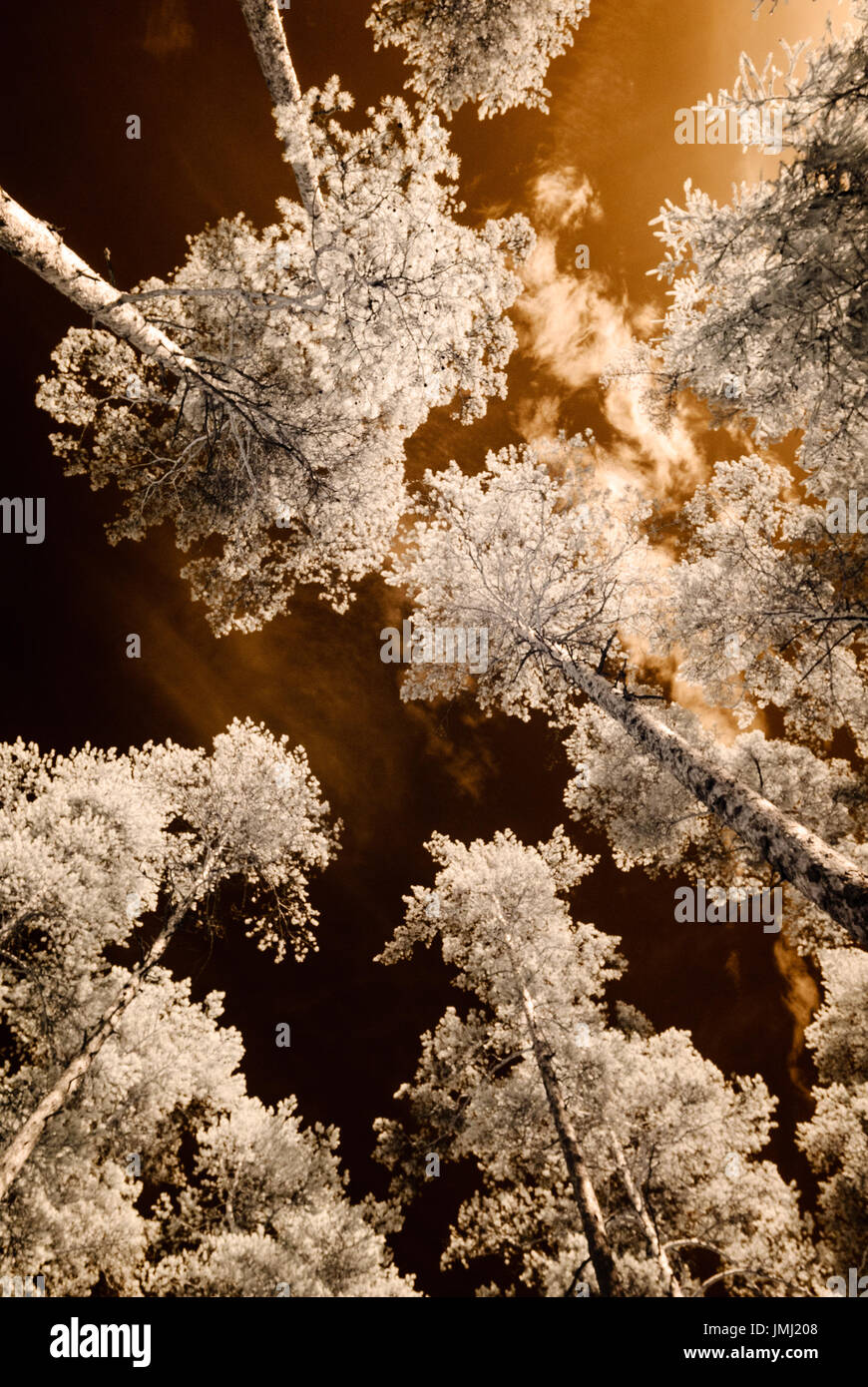 infrared camera image. colored. skyscape through trees and leaves in ...
