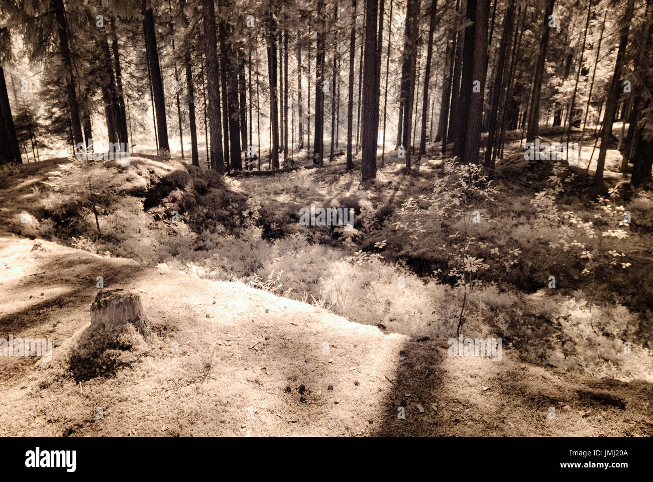infrared camera image. colored. forest view with old trees and dark sky ...