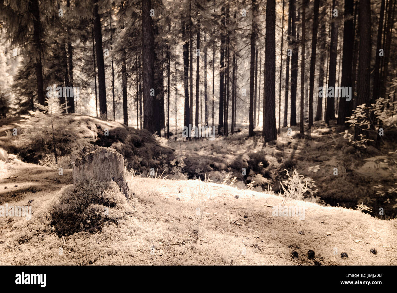 infrared camera image. colored. forest view with old trees and dark sky ...