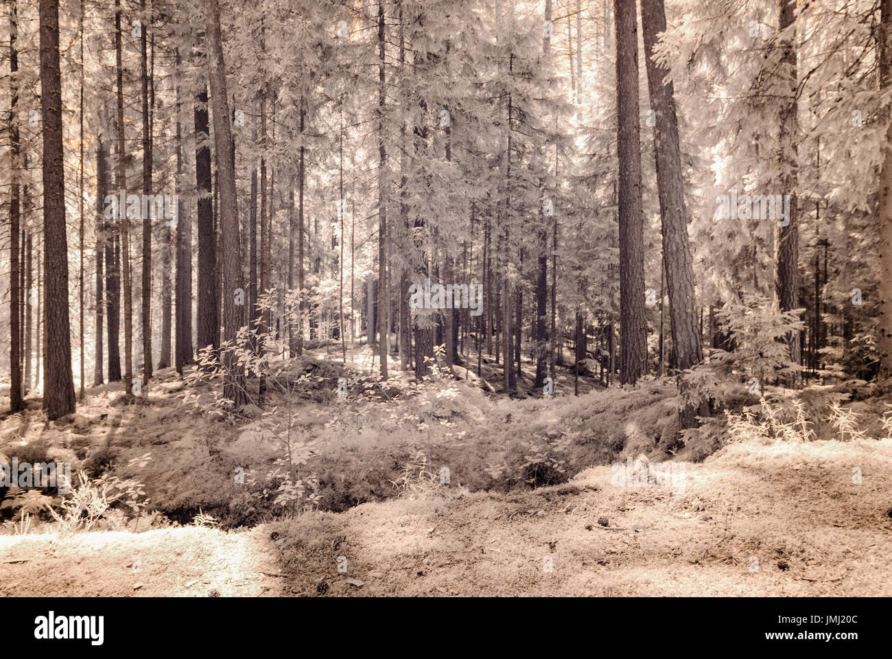 infrared camera image. colored. forest view with old trees and dark sky ...