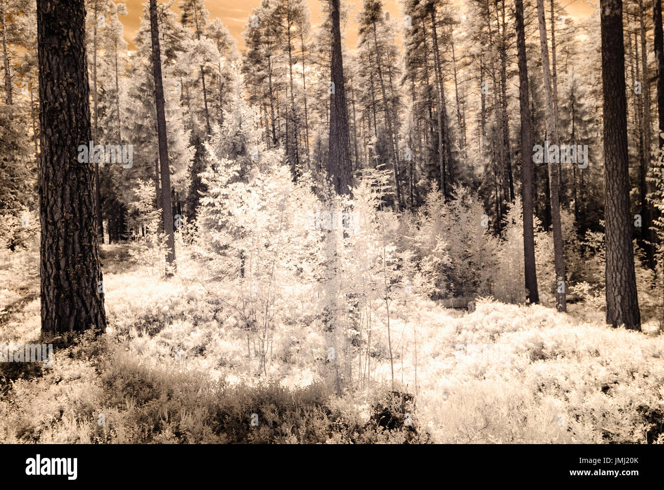 infrared camera image. colored. forest view with old trees and dark sky ...