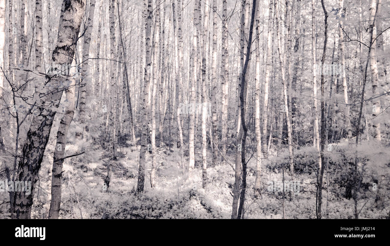 infrared camera image. colored. forest view with old trees and dark sky ...