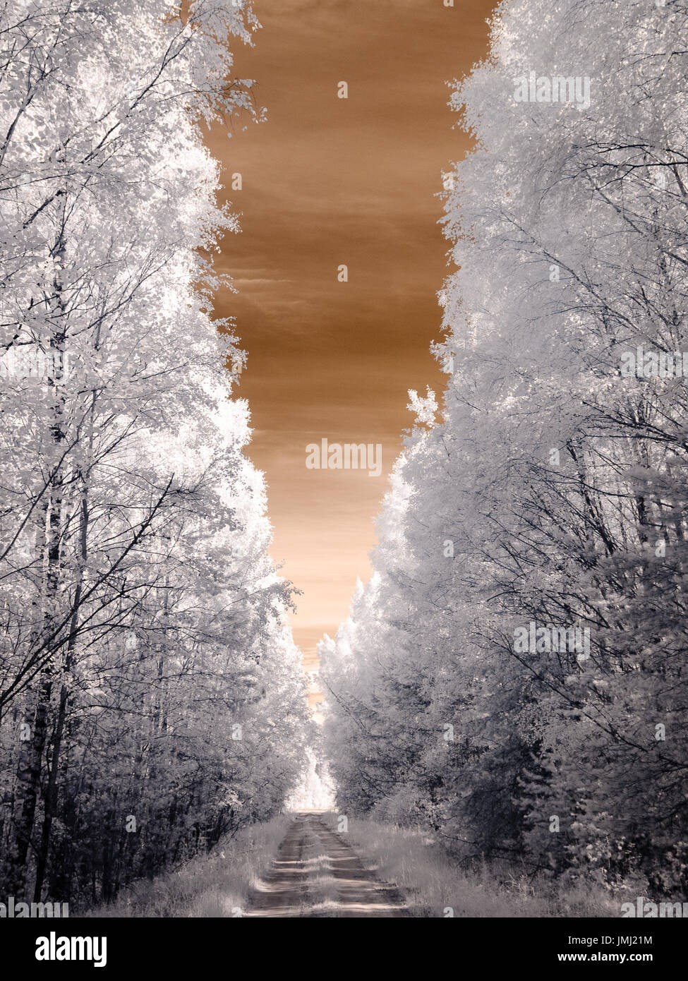 infrared camera image. colored. gravel road in countryside with trees ...