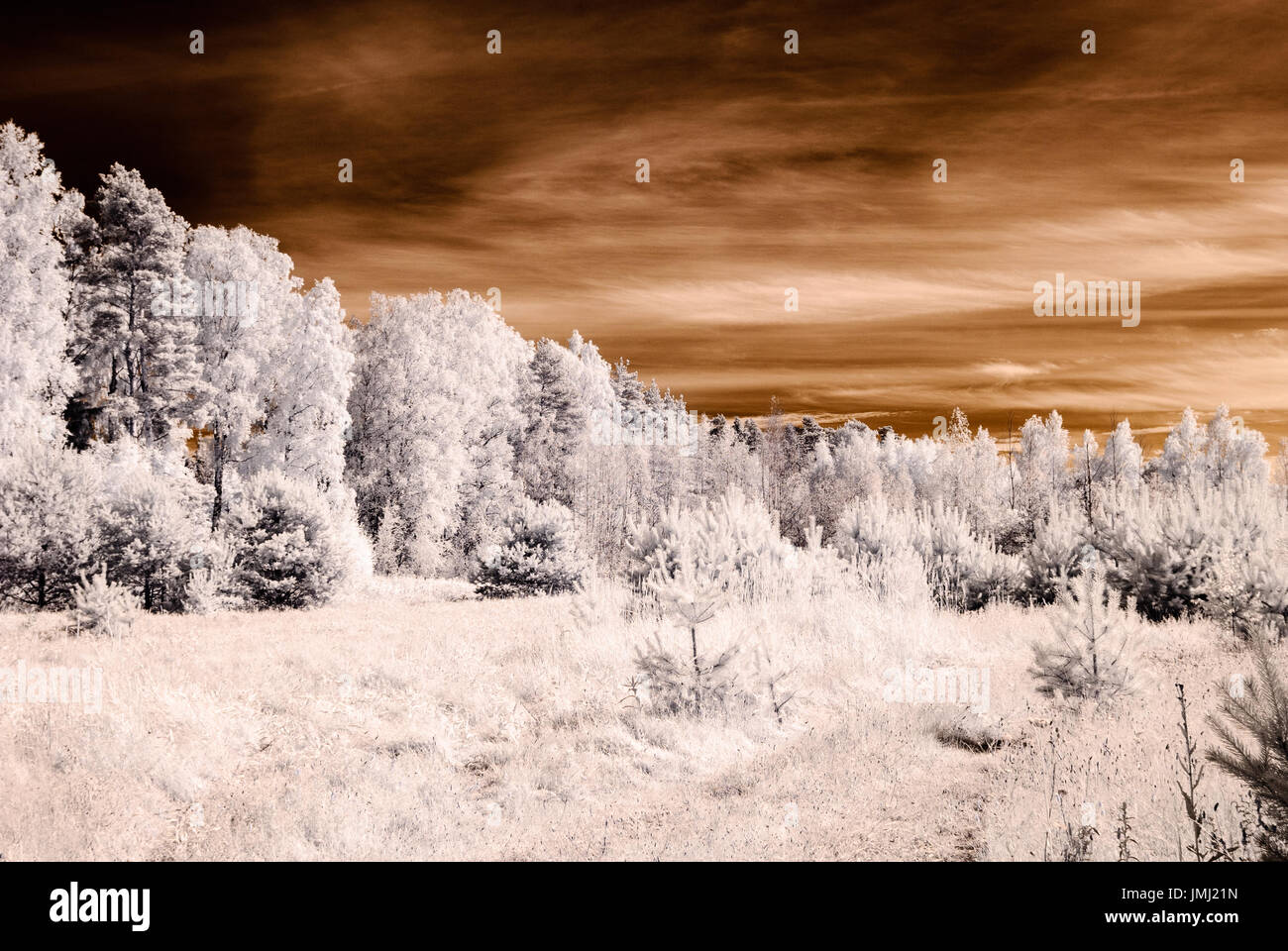 infrared camera image. colored. forest view with old trees and dark sky ...