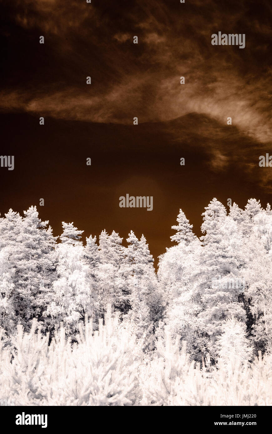infrared camera image. colored. forest view with old trees and dark sky ...
