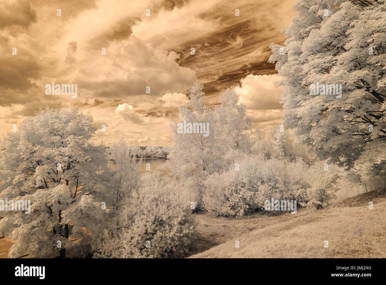 infrared camera image. colored. forest view with old trees and dark sky ...