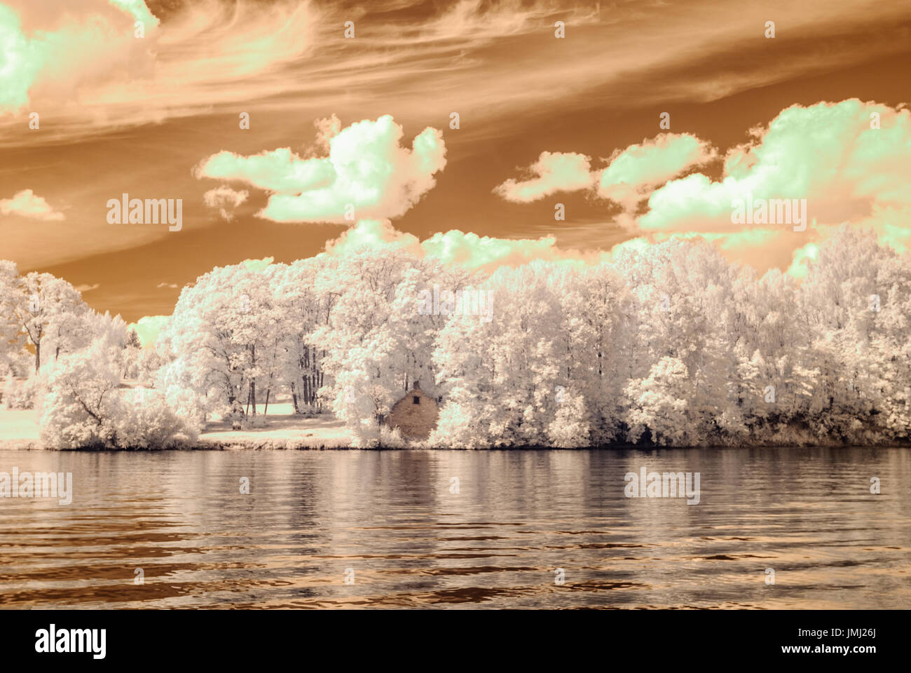 infrared camera image. colored. forest view with old trees and dark sky ...