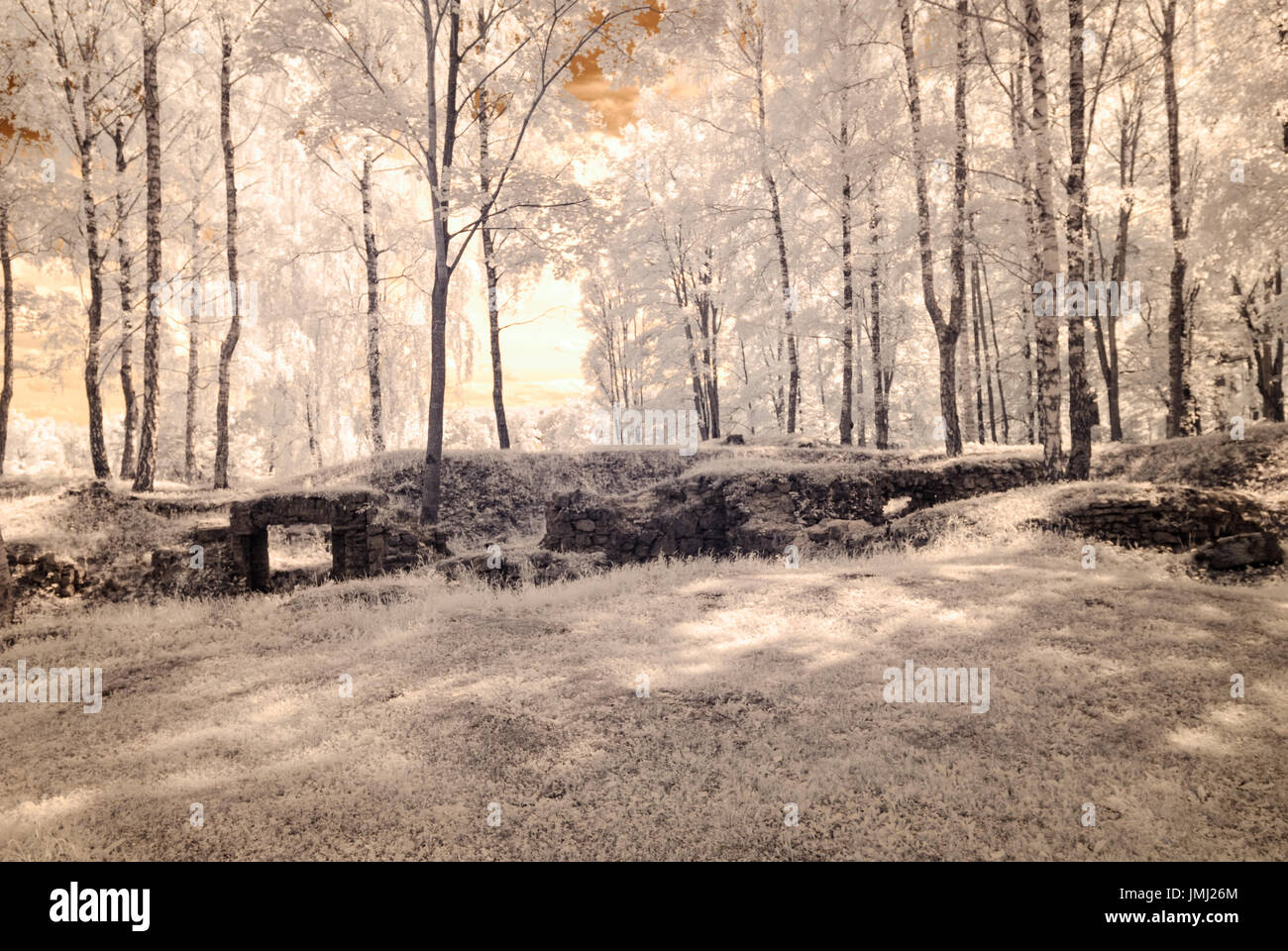 infrared camera image. colored. forest view with old trees and dark sky ...