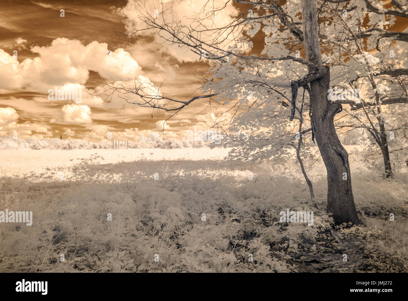 infrared camera image. colored. skyscape through trees and leaves in ...